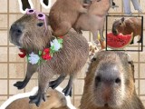 Capybara Wallpapers Wallpaper Cave