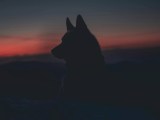 Wolf Desktop 4k Wallpapers Wallpaper Cave