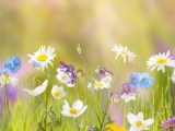 Nature Spring Season Wallpapers Wallpaper Cave