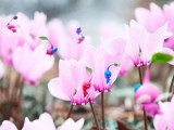 Pikmin 4k Wallpapers Wallpaper Cave