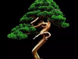 Bonsai Iphone Wallpapers Wallpaper Cave