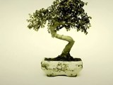 Bonsai Iphone Wallpapers Wallpaper Cave