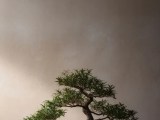 Bonsai Iphone Wallpapers Wallpaper Cave