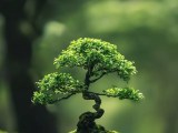 Bonsai Iphone Wallpapers Wallpaper Cave