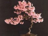Bonsai Iphone Wallpapers Wallpaper Cave