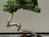 Bonsai Iphone Wallpapers Wallpaper Cave