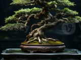 Bonsai Iphone Wallpapers Wallpaper Cave