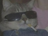 Smoking Cat Wallpapers Wallpaper Cave