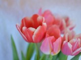 Tulip Laptop Wallpapers Wallpaper Cave