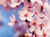 Nature Spring Season Wallpapers Wallpaper Cave