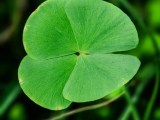 Clover Wallpapers Wallpaper Cave