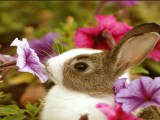 Flower Bunny Spring Wallpapers Wallpaper Cave