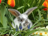 Flower Bunny Spring Wallpapers Wallpaper Cave