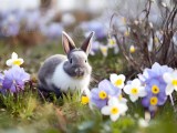 Flower Bunny Spring Wallpapers Wallpaper Cave