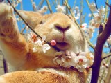 Flower Bunny Spring Wallpapers Wallpaper Cave