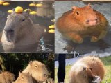 Cool Capybara Wallpapers Wallpaper Cave