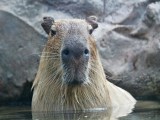 Cool Capybara Wallpapers Wallpaper Cave
