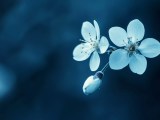 Hd 4k Flower Wallpapers Wallpaper Cave