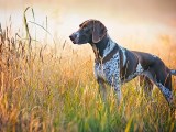 English Pointer Wallpapers Wallpaper Cave