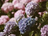 Hydrangea Phone Wallpapers Wallpaper Cave