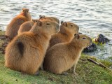 Capybara Computer Wallpapers Wallpaper Cave