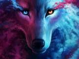 Magic Wolf Wallpapers Wallpaper Cave