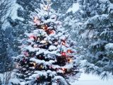Led Christmas Trees Wallpapers Wallpaper Cave