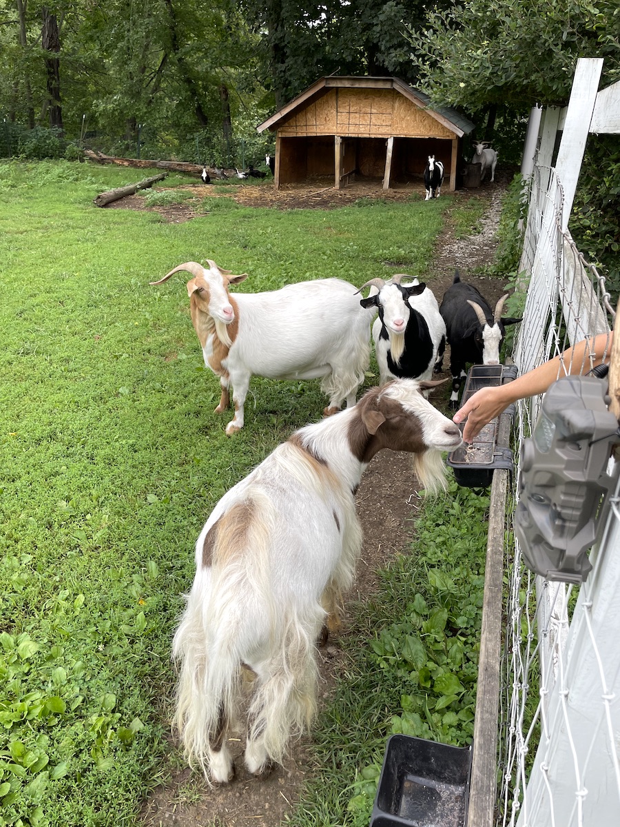 Spend a Night at Fainting Goat Island Inn with Ghosts and Animals