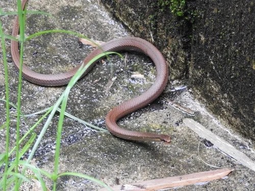 Common & Venomous Puerto Rico Snakes, Where They Live & What You Need ...