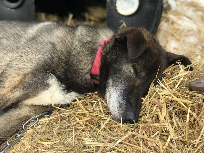 fullsizeoutput_559b – Wandering Pine