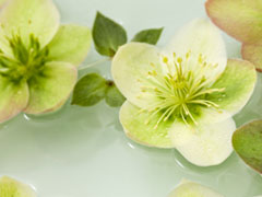 Eating Disorder Complimentary Therapies: Flower Remedies - Islam and ...