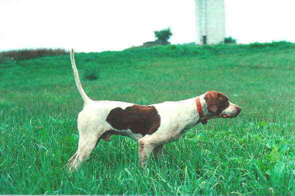 Warriors Mark Kennels - Warriors Mark Wingshooting Lodge and Kennels