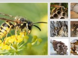 7 Types Of Wasp Nests Identification With Pictures