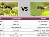 Dirt Daubers Vs Wasps Key Differences Between Them