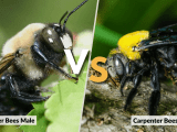 Male Vs Female Carpenter Bees Identification Behavior Differences