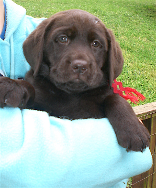 21 Adorable Chocolate Labrador Puppy Photos on Wear Wag Repeat