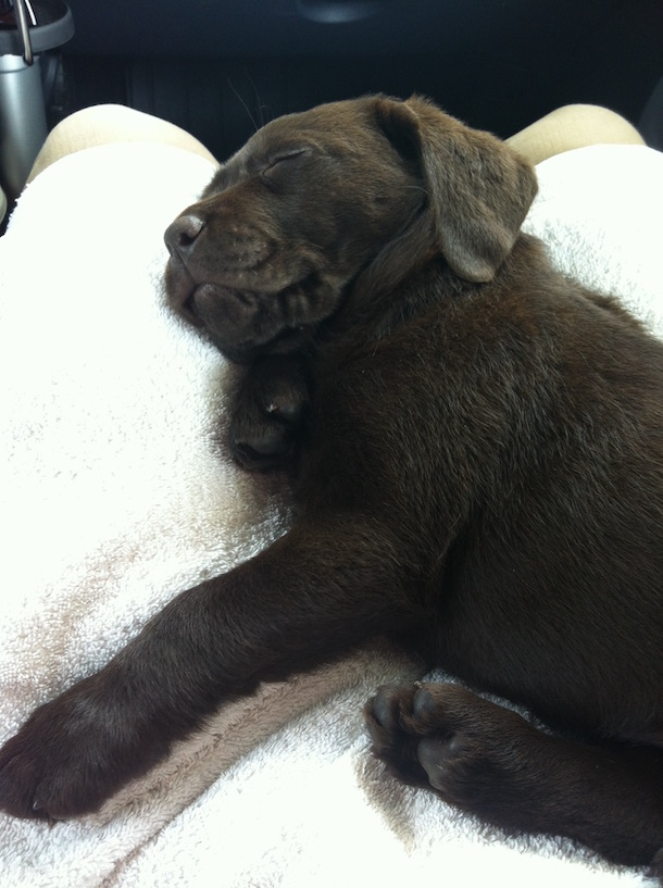 21 Adorable Chocolate Labrador Puppy Photos on Wear Wag Repeat