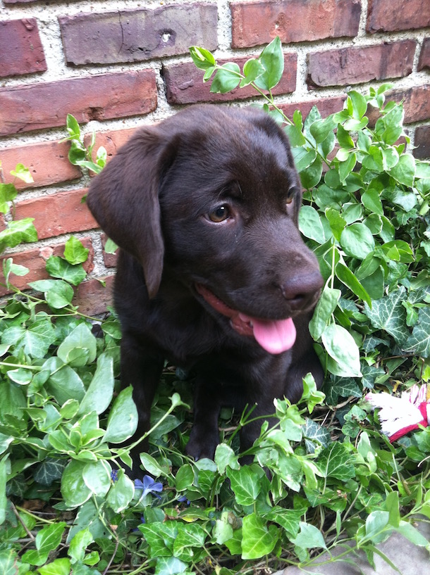 21 Adorable Chocolate Labrador Puppy Photos on Wear Wag Repeat