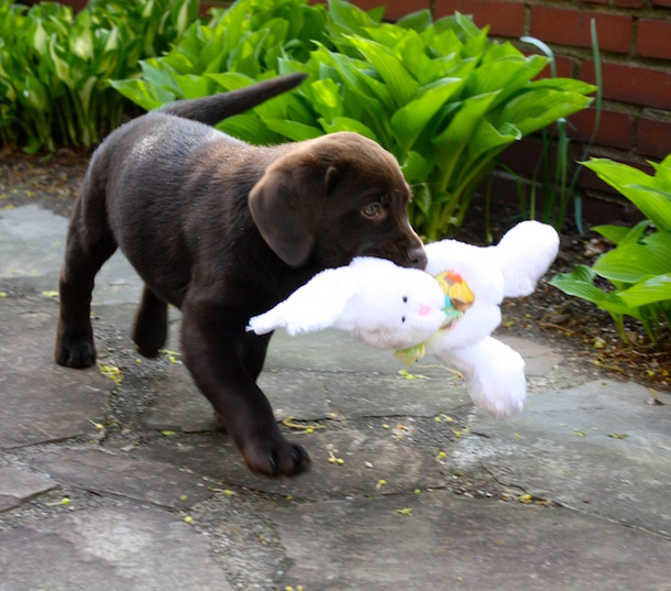 21 Adorable Chocolate Labrador Puppy Photos on Wear Wag Repeat