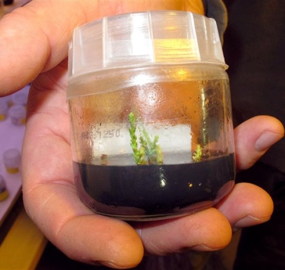 CLONING the SUPER-TREES | 'SEARCH TERMS'