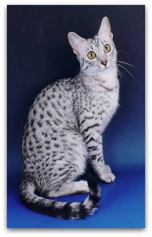 Breed Facts and Figures – Egyptian Mau Club