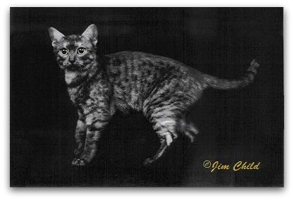 Breed Facts and Figures – Egyptian Mau Club