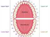 Teeth Numbers Guide Everything To Know About Your Teeth Web Dmd