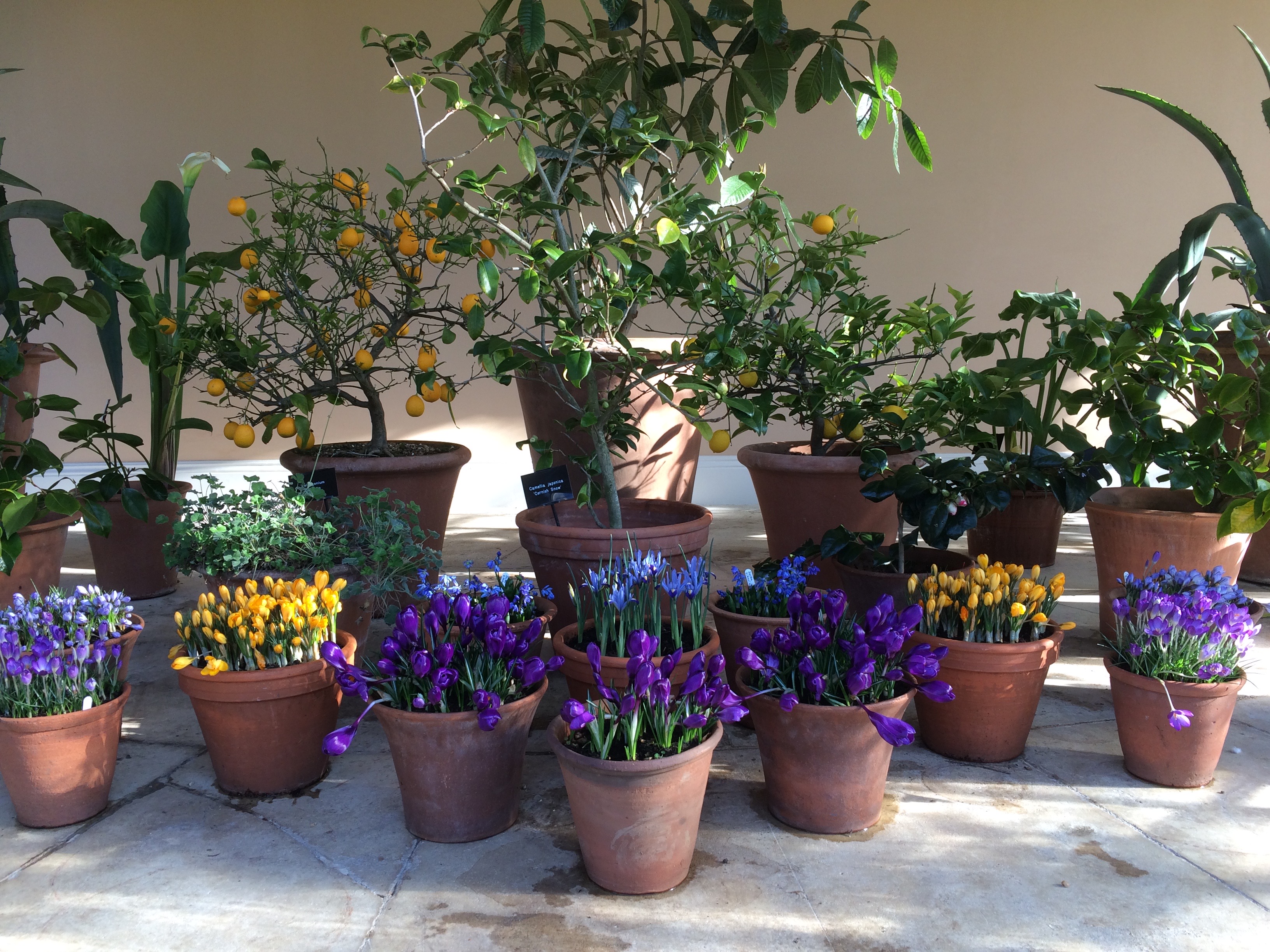 Squills & Brash – Weeds Roots & Leaves