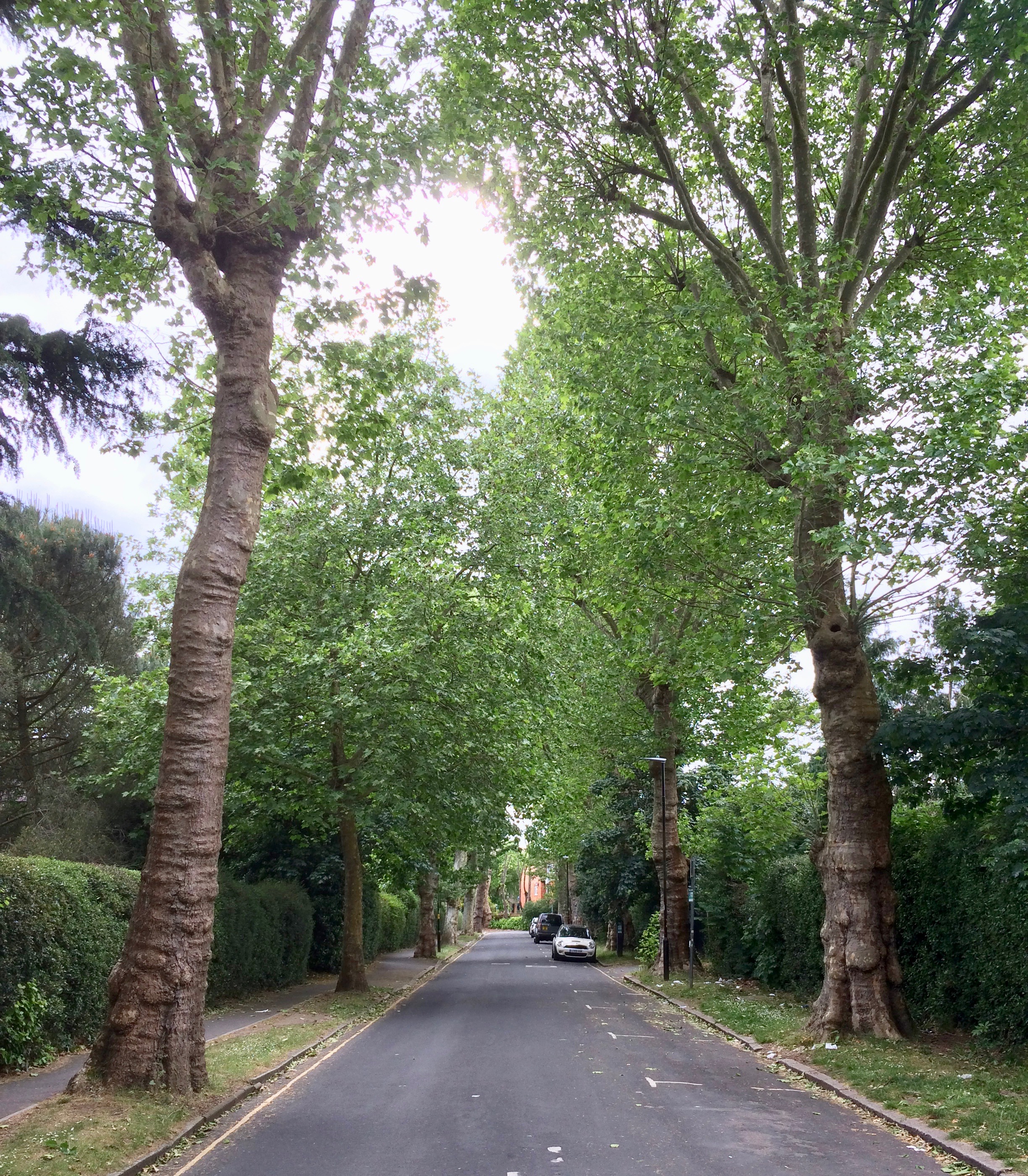 Hollies and composts: John Innes Park SW19 – Weeds Roots & Leaves