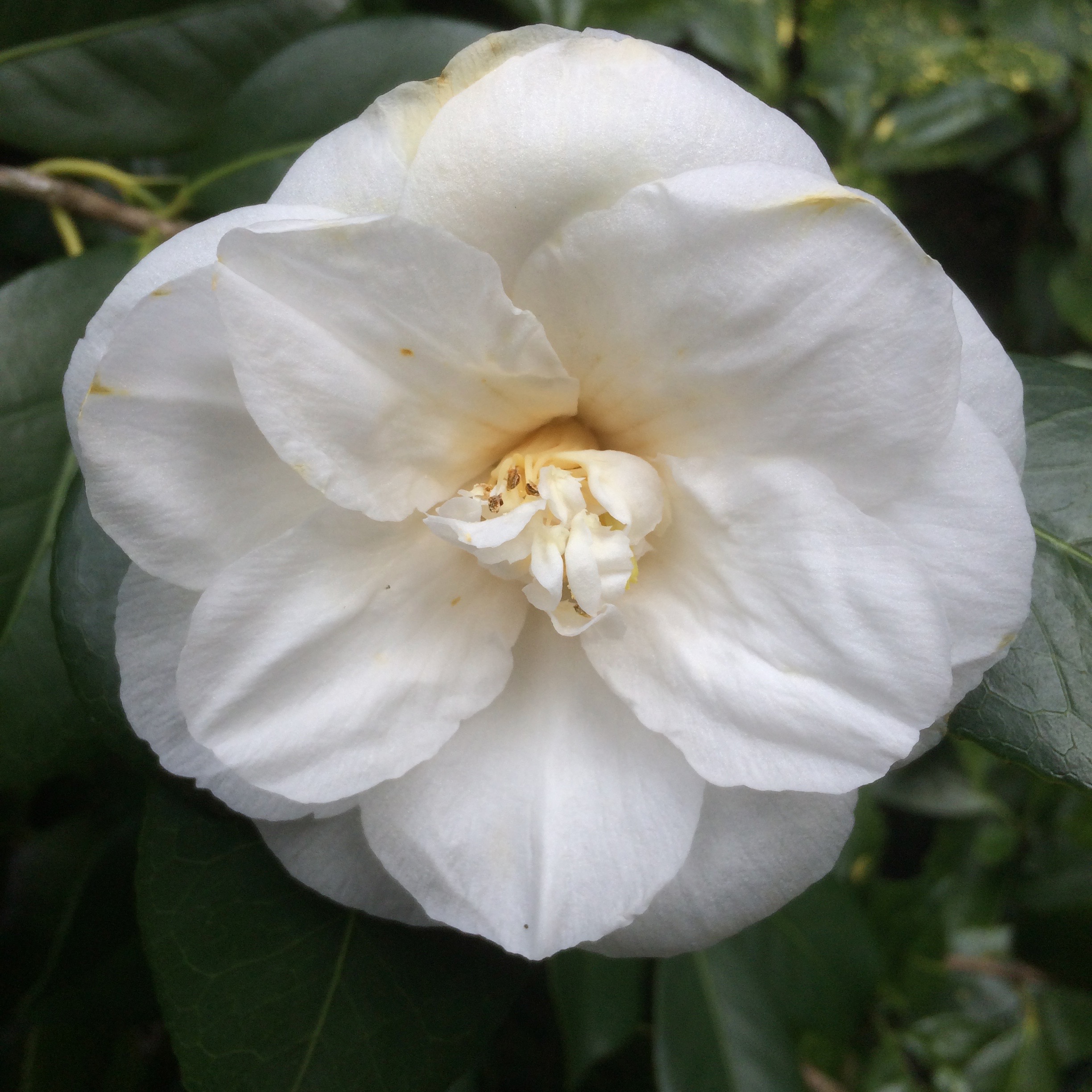 Clean, Calm and Camellia – Weeds Roots & Leaves