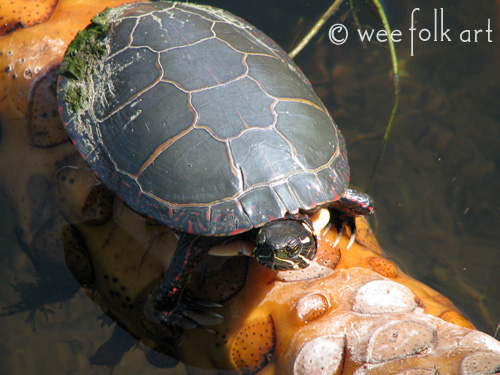 Painted Rock Turtle Project - Homeschool Companion