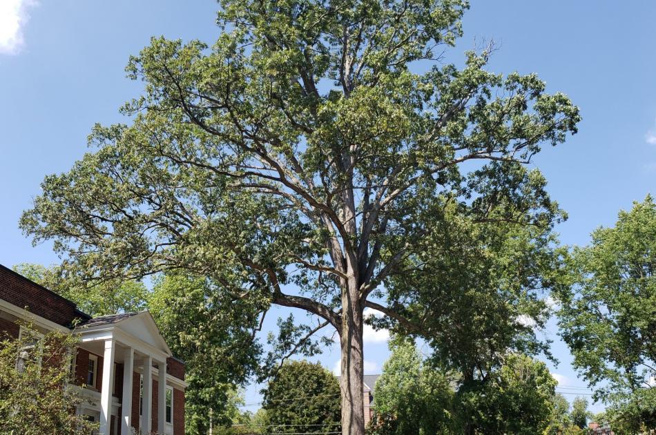 Hiram College earns Tree Campus Higher Education® Recognition by Arbor ...