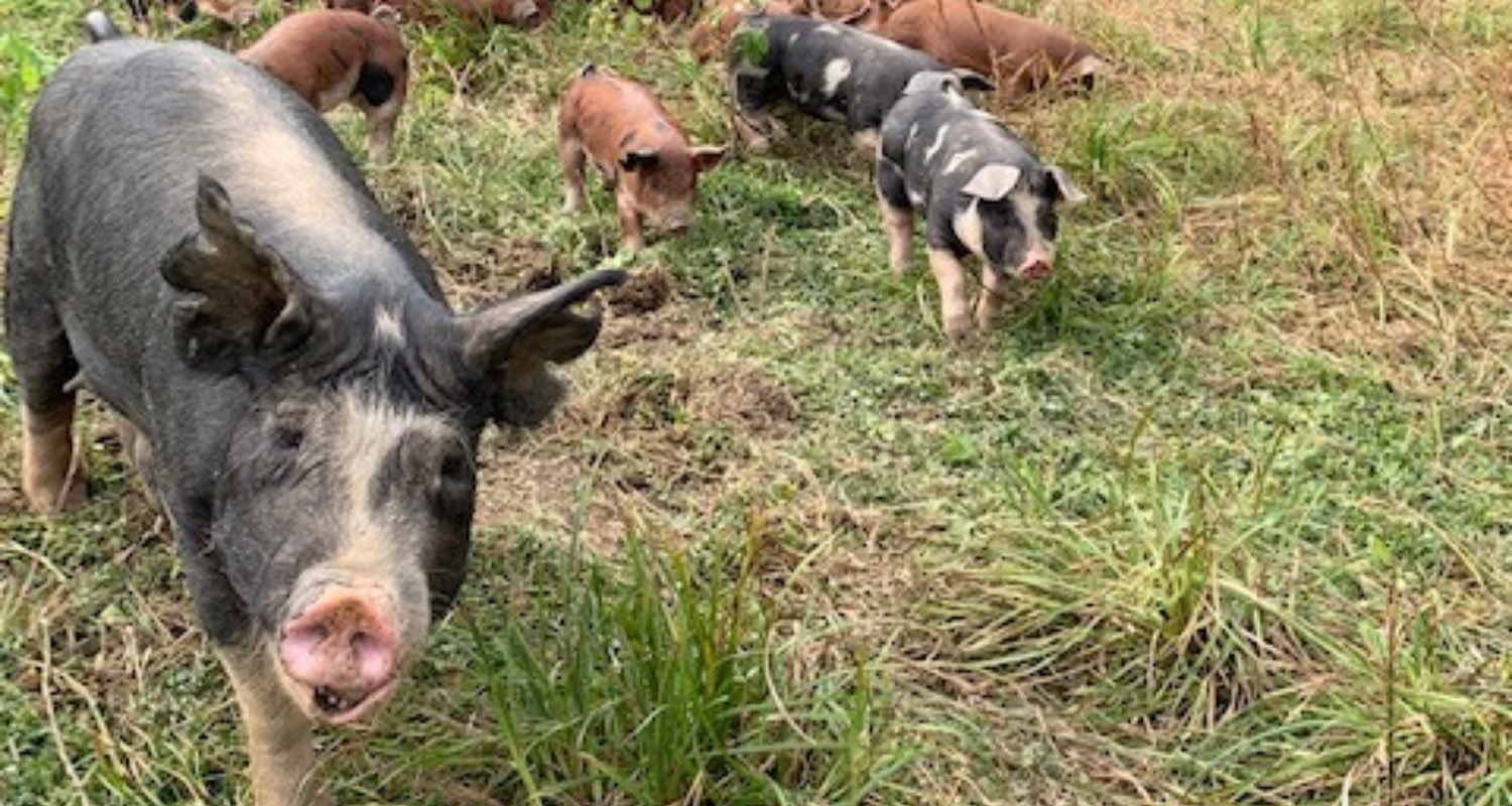 The 25-Acre Farm That’s Creating a Demand for Local Food - Weelunk