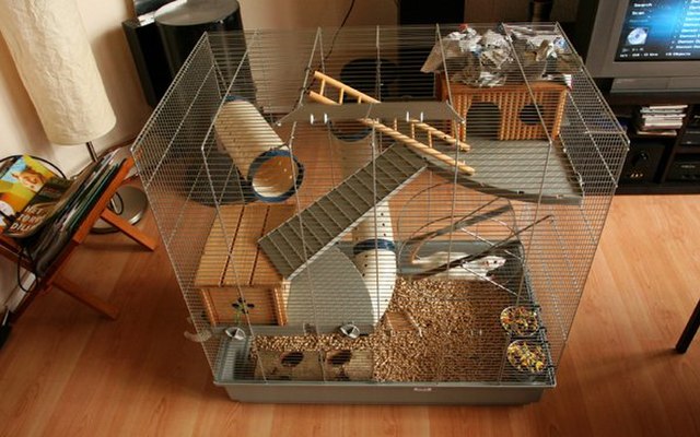 Guide to Buying Your First Pet Rat Cage - We Fancy Rats